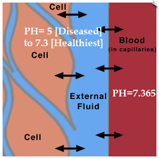 How & Why to Test & Regulate Body PH - Alkaline Water Plus